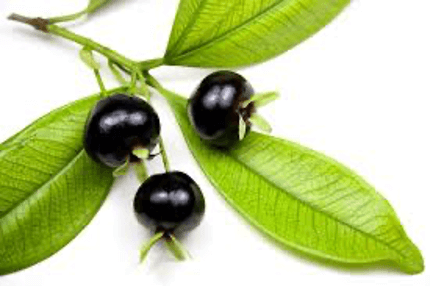 Grumixama - Estância Turística de Ibiúna